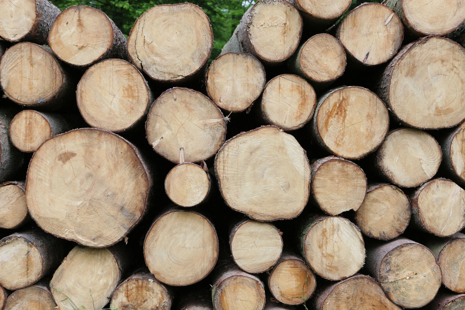 IMPEX forest machines | High-end machines for timber harvesting